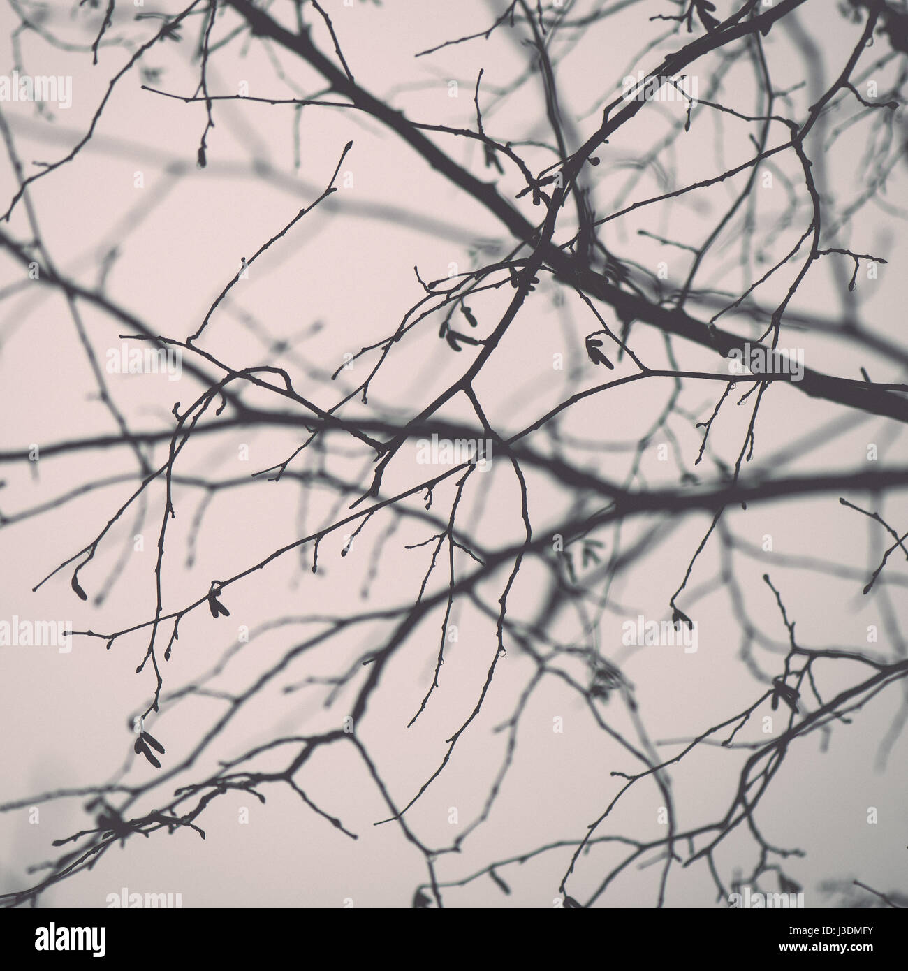 wet tree branches in winter forest with water drops and blurred ...