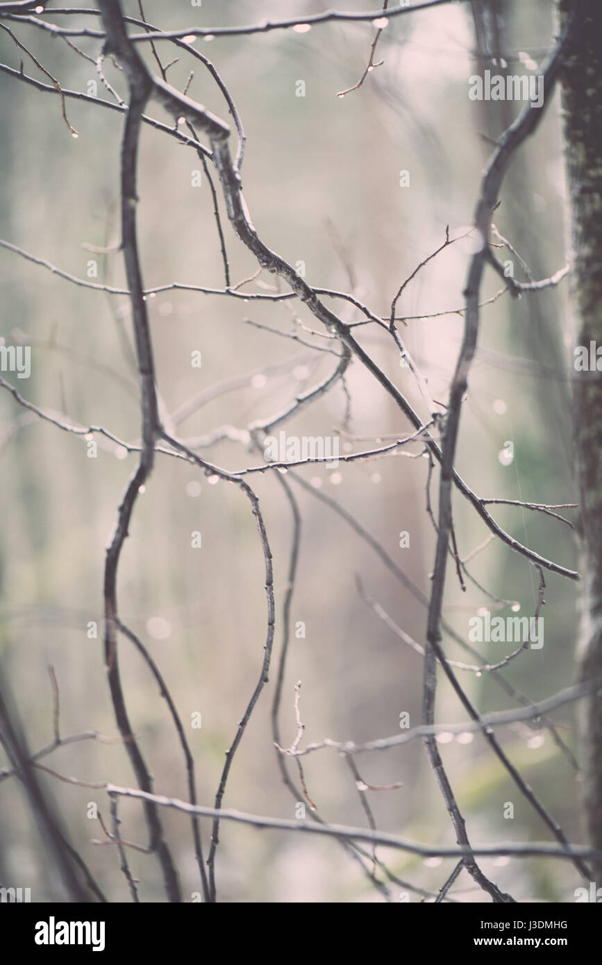 wet tree branches in winter forest with water drops and blurred ...