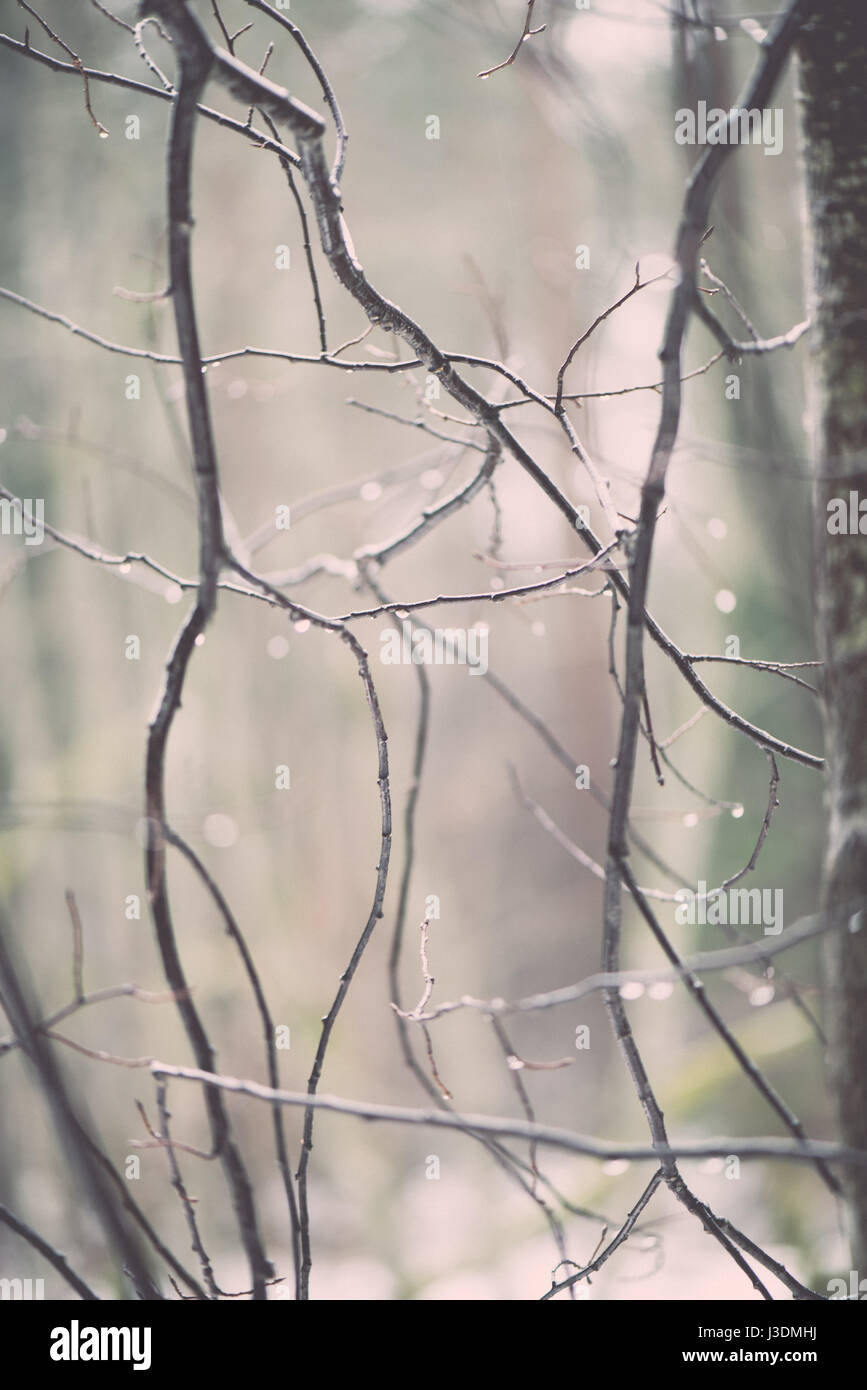 wet tree branches in winter forest with water drops and blurred ...