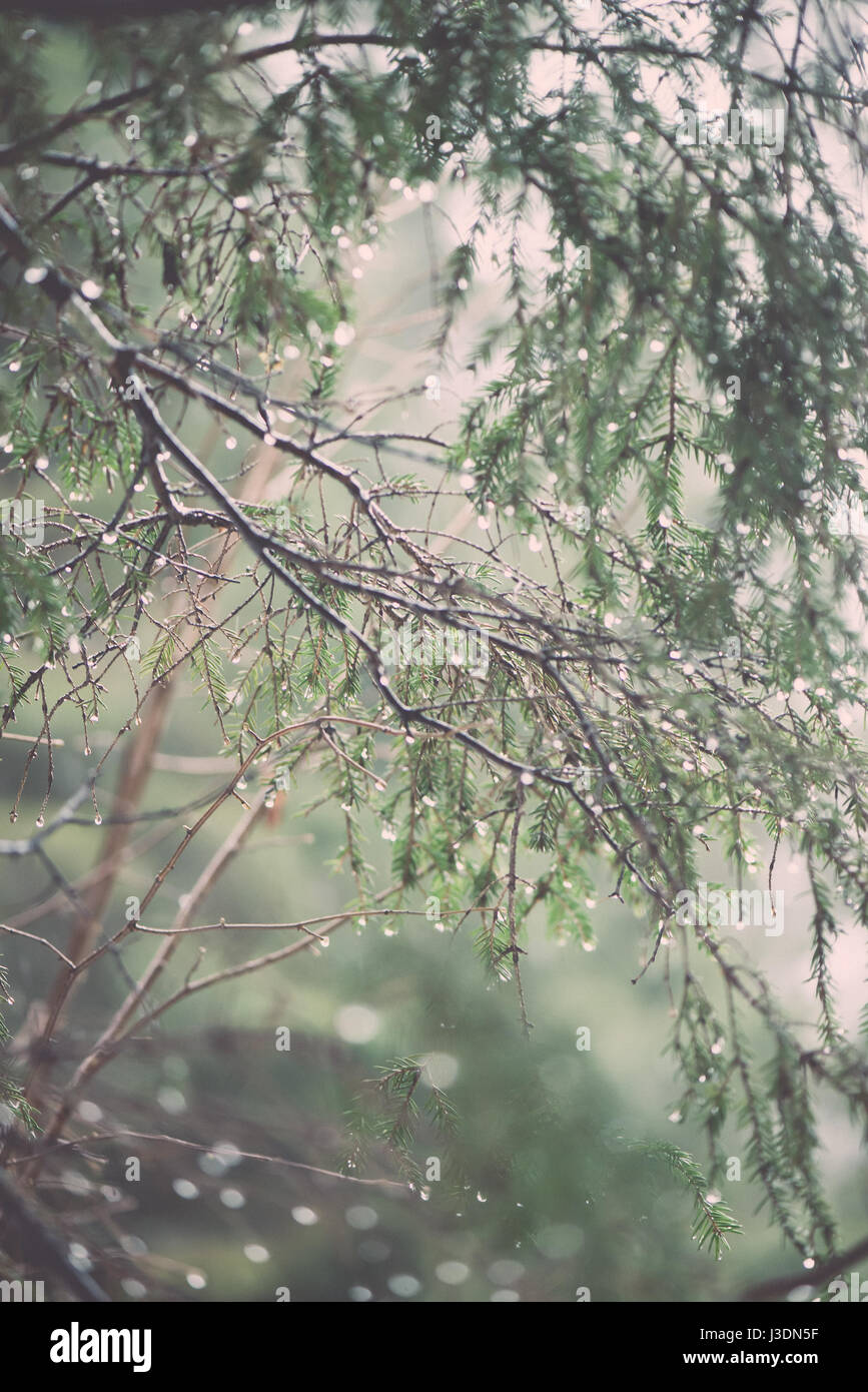 wet tree branches in winter forest with water drops and blurred ...
