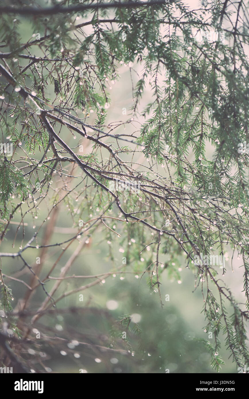 wet tree branches in winter forest with water drops and blurred ...