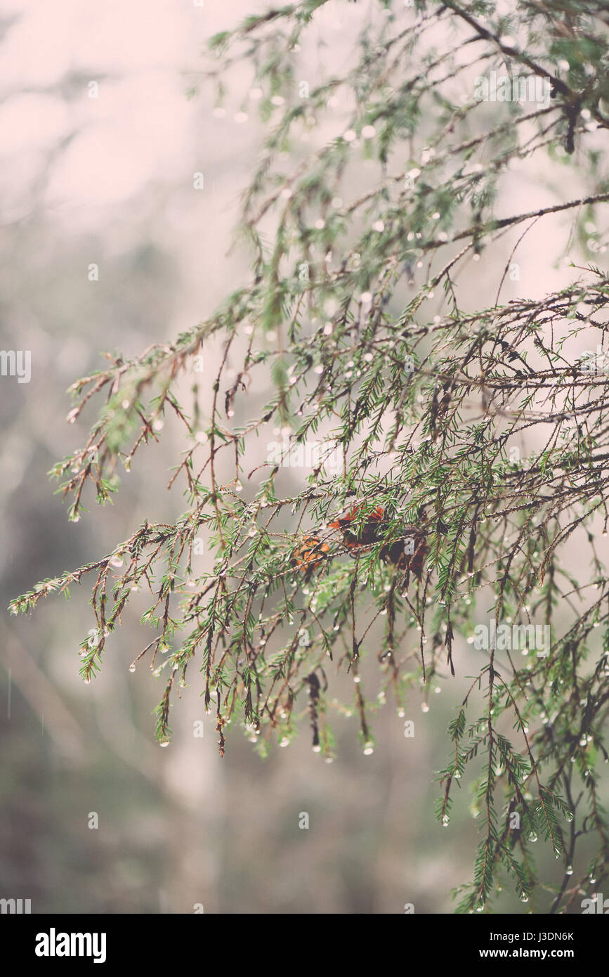 wet tree branches in winter forest with water drops and blurred ...