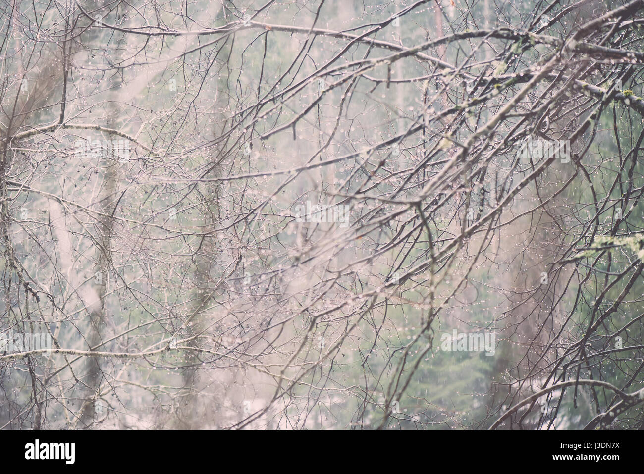 wet tree branches in winter forest with water drops and blurred ...