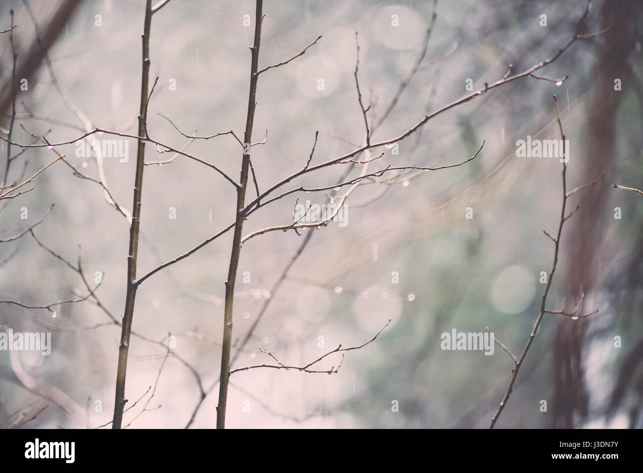 wet tree branches in winter forest with water drops and blurred ...