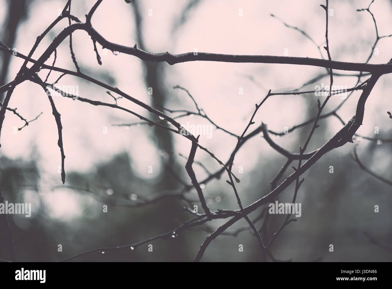 wet tree branches in winter forest with water drops and blurred ...