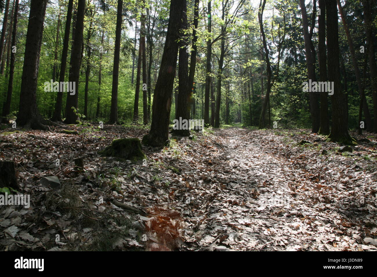 trees in forest Stock Photo - Alamy