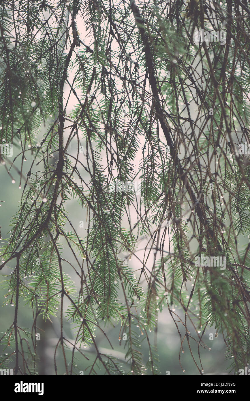 wet tree branches in winter forest with water drops and blurred ...