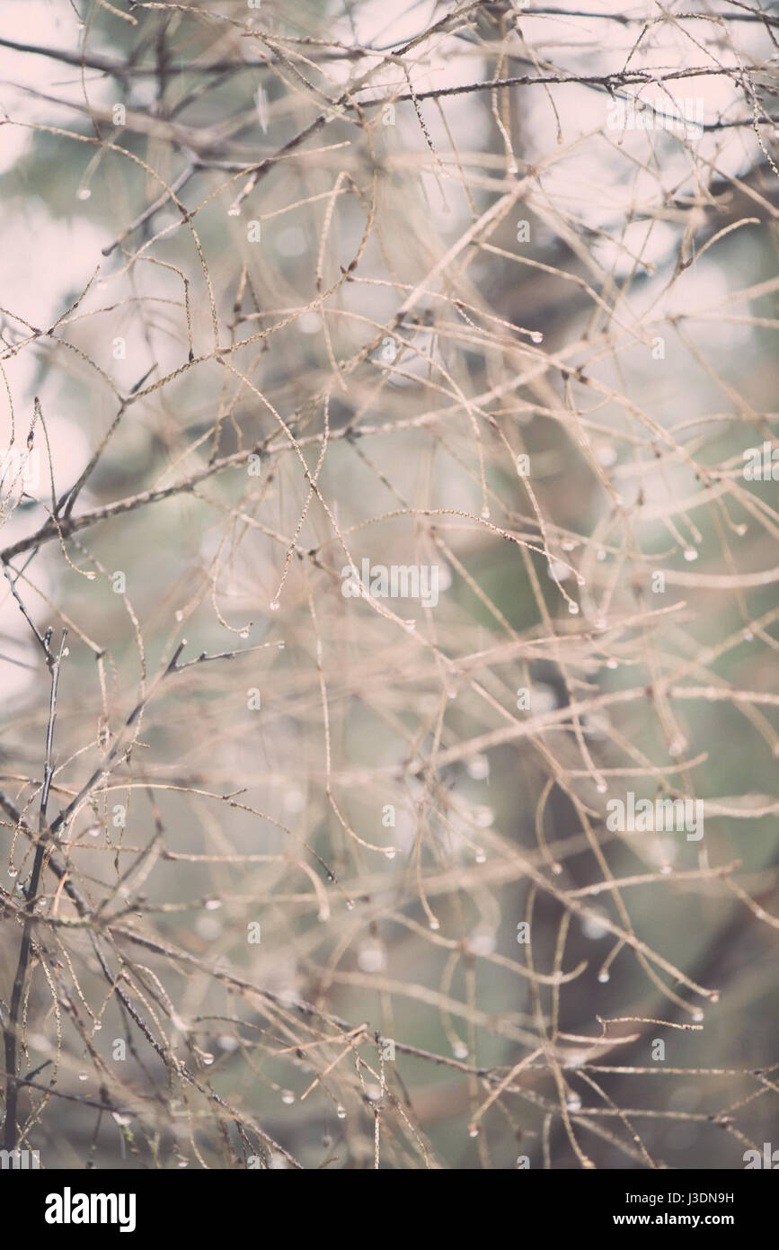 wet tree branches in winter forest with water drops and blurred ...