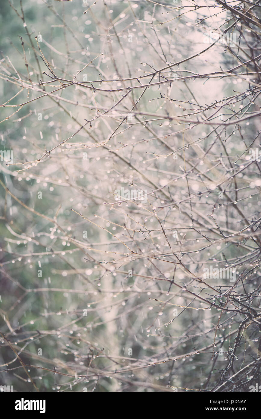 wet tree branches in winter forest with water drops and blurred ...