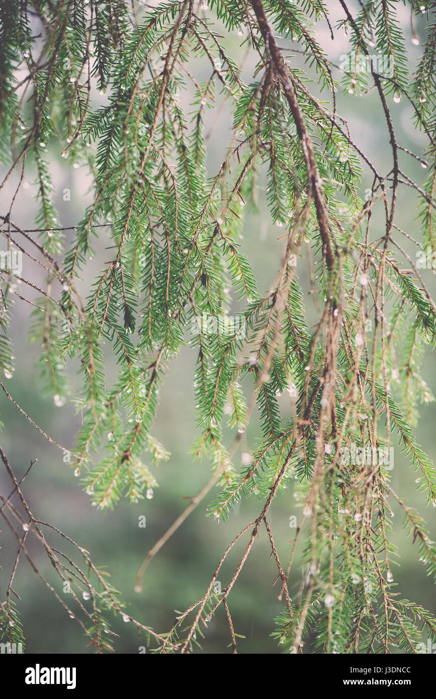 wet tree branches in winter forest with water drops and blurred ...