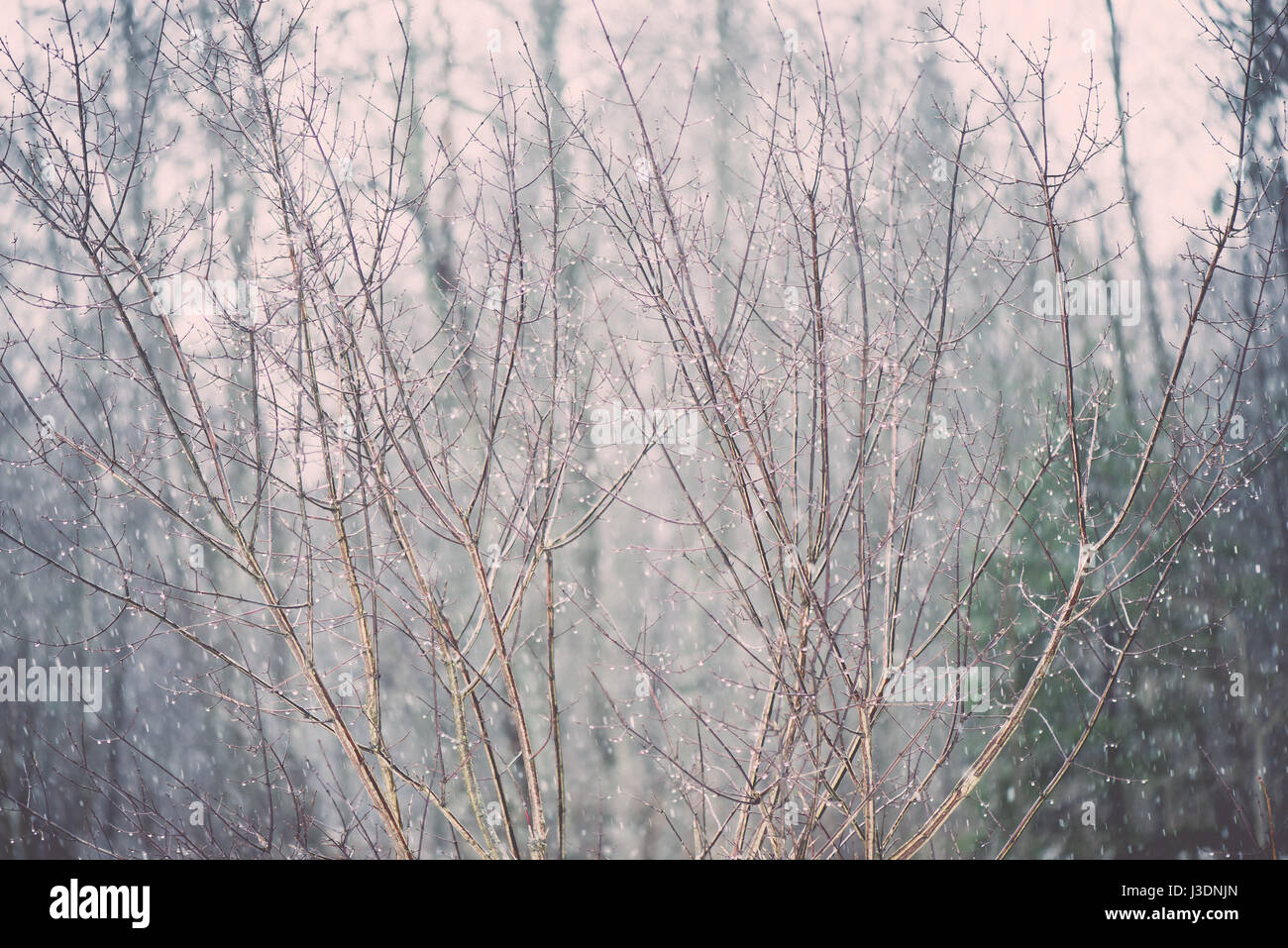 wet tree branches in winter forest with water drops and blurred ...