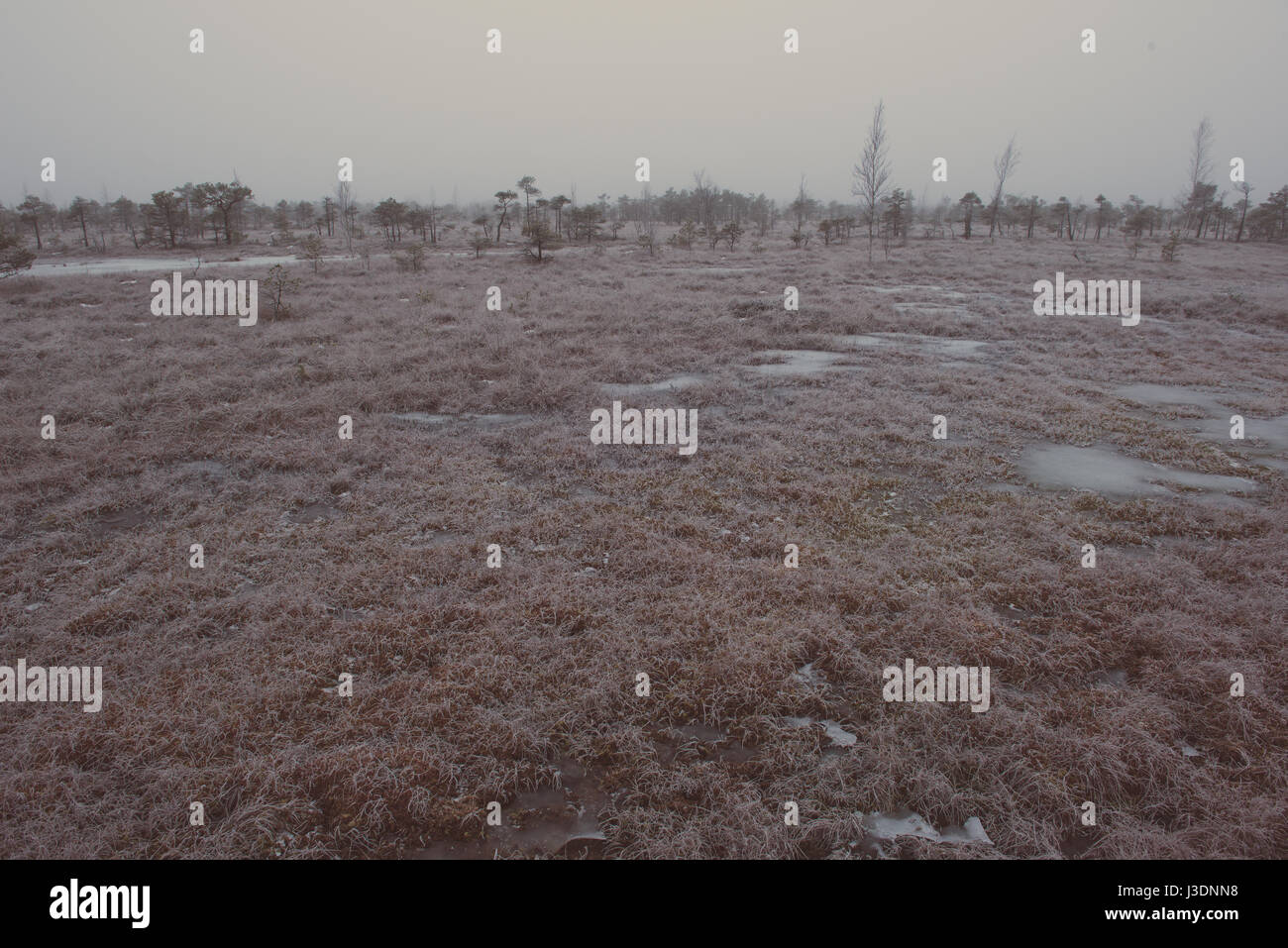 snowy landscape in frosty winter bog in country side - aged photo ...