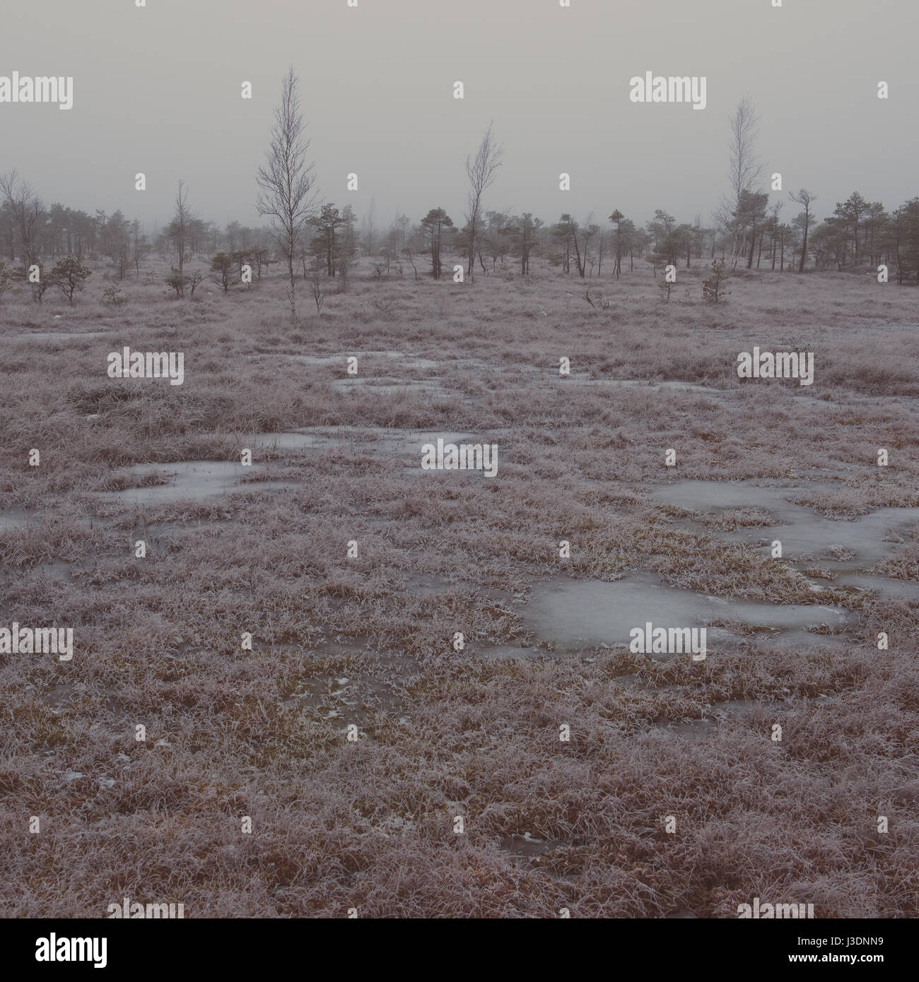snowy landscape in frosty winter bog in country side - aged photo ...