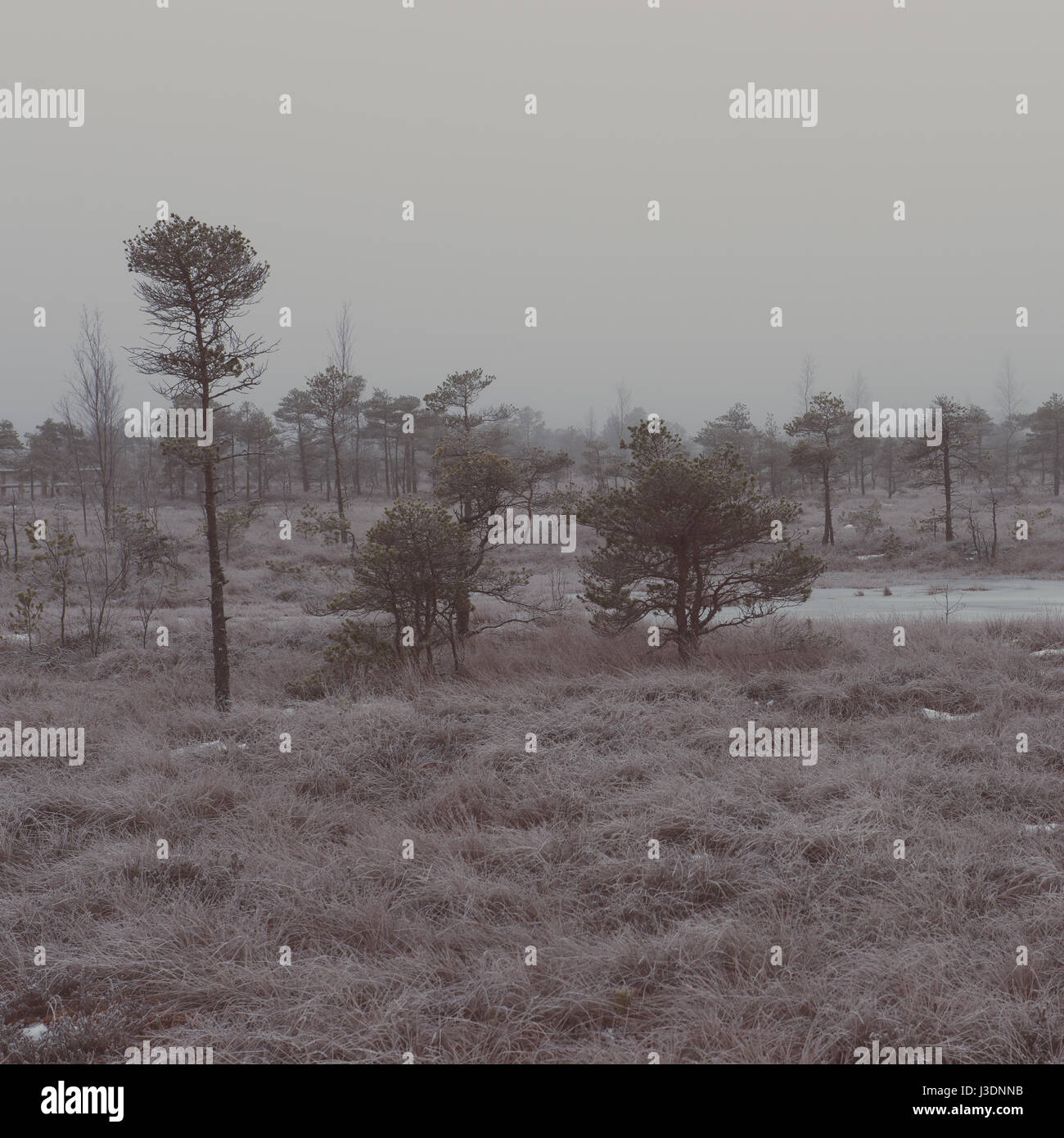 snowy landscape in frosty winter bog in country side - aged photo ...