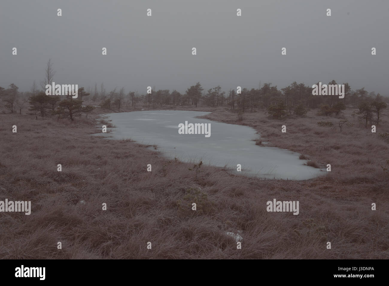 snowy landscape in frosty winter bog in country side - aged photo ...