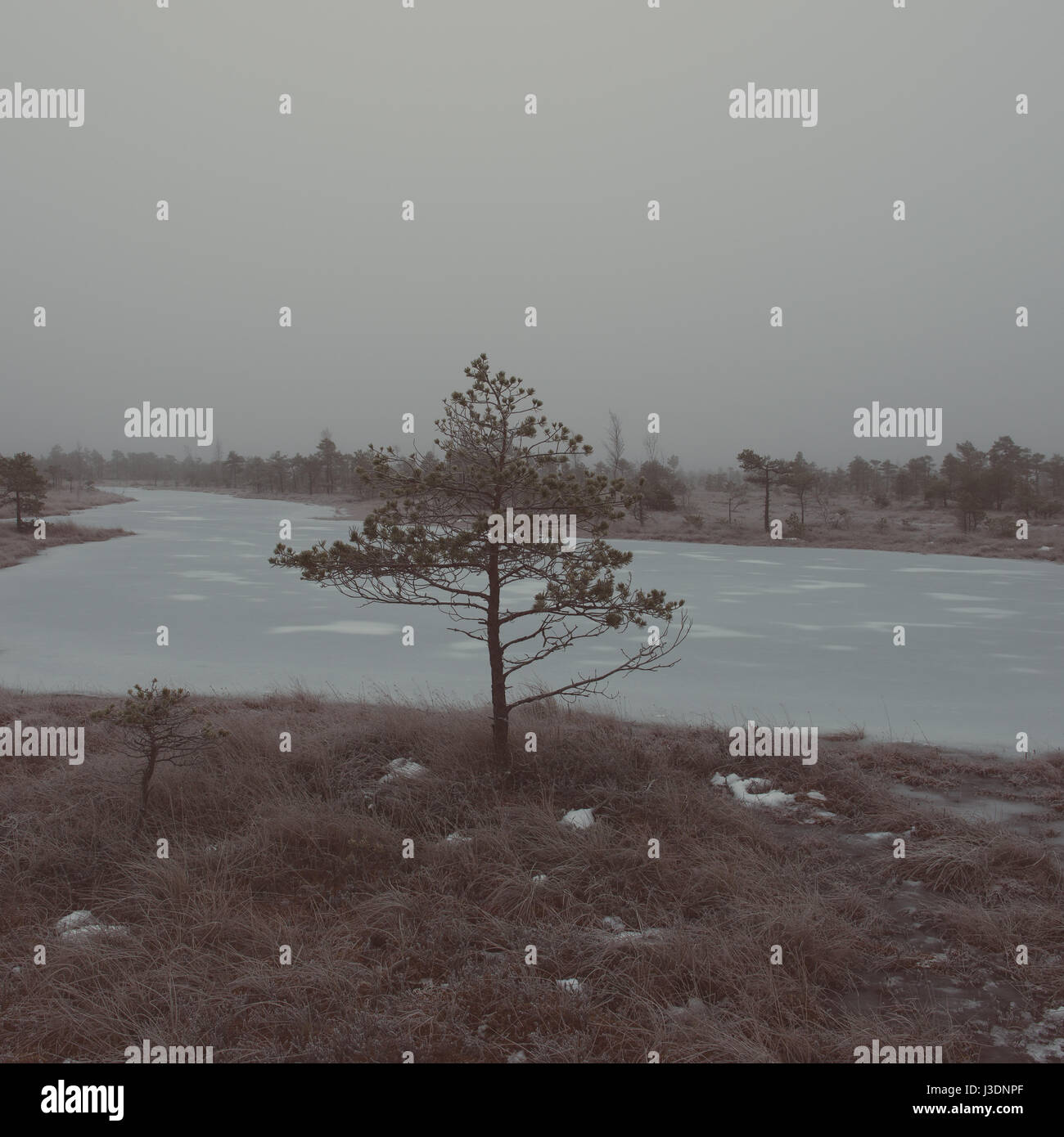 snowy landscape in frosty winter bog in country side - aged photo ...
