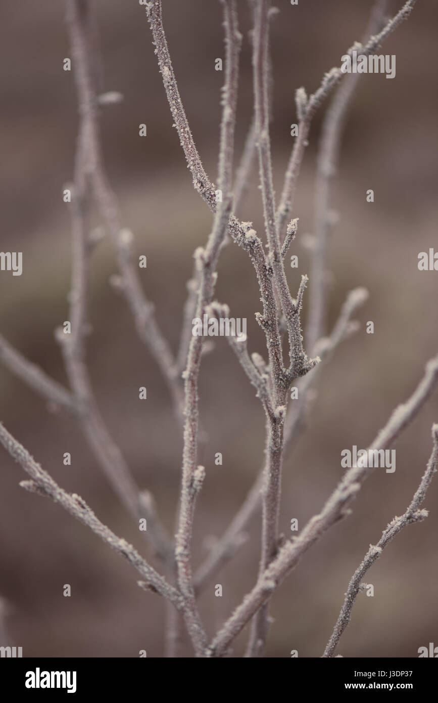 frozen abstract tree branches and plants in winter snow - aged photo ...