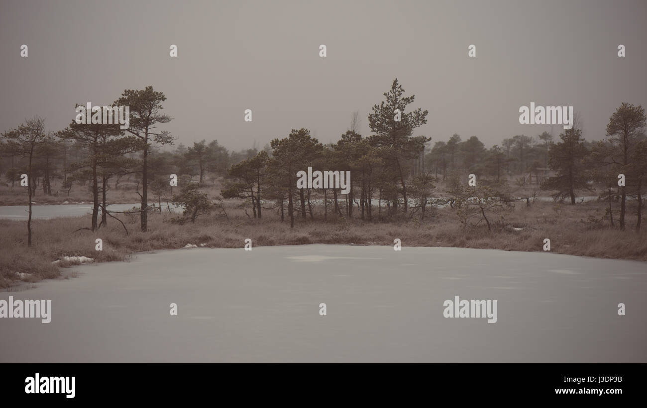 snowy landscape in frosty winter bog in country side - aged photo ...
