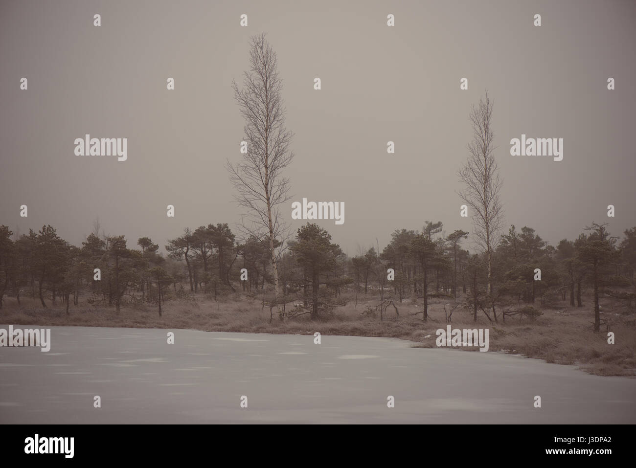 snowy landscape in frosty winter bog in country side - aged photo ...