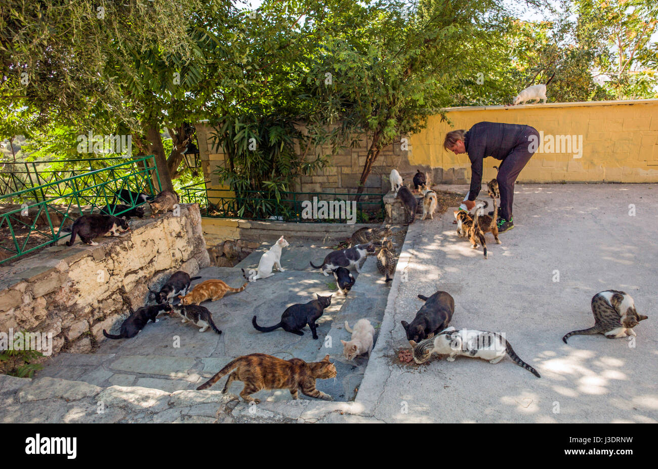 Human cats hi-res stock photography and images - Alamy