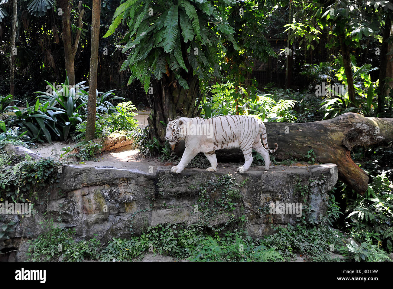 2015 a white tiger at the singapore zoo hi-res stock photography and ...