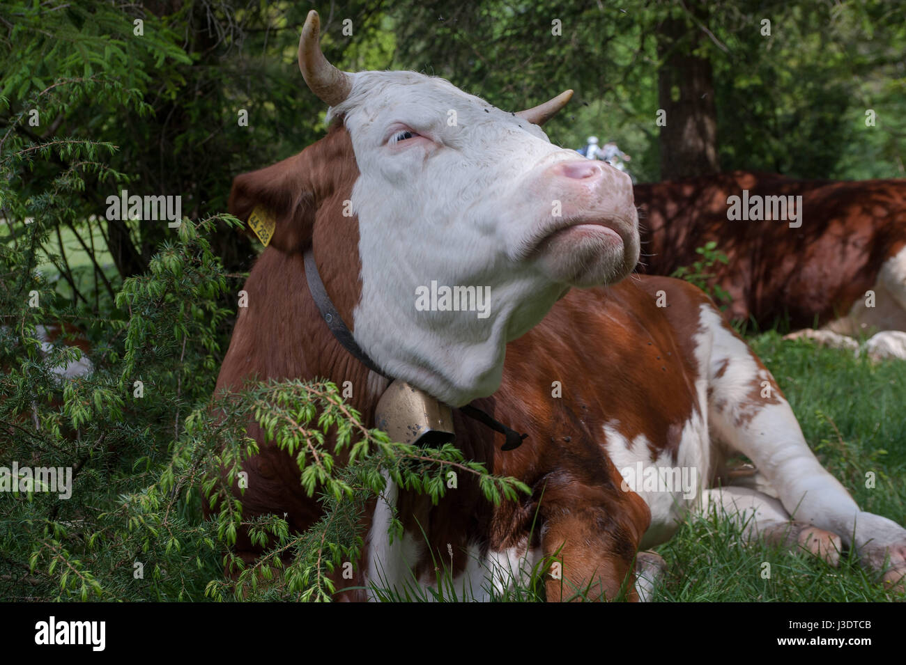 GERMANY. Bavaria. 2016. Cows on a meadow Stock Photo - Alamy