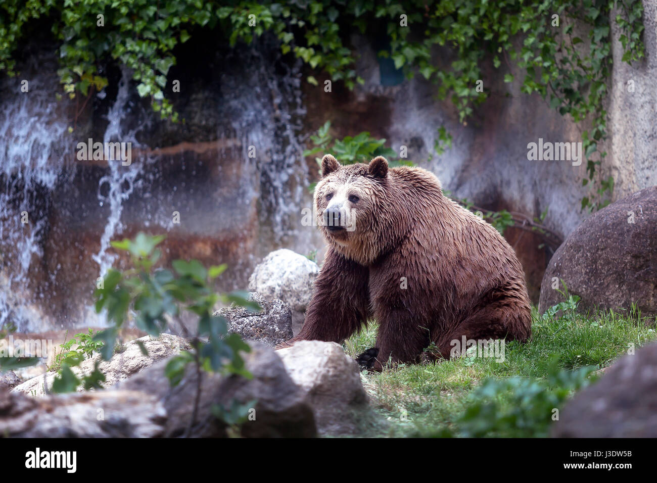 Full profile of a brown bear hi-res stock photography and images - Alamy