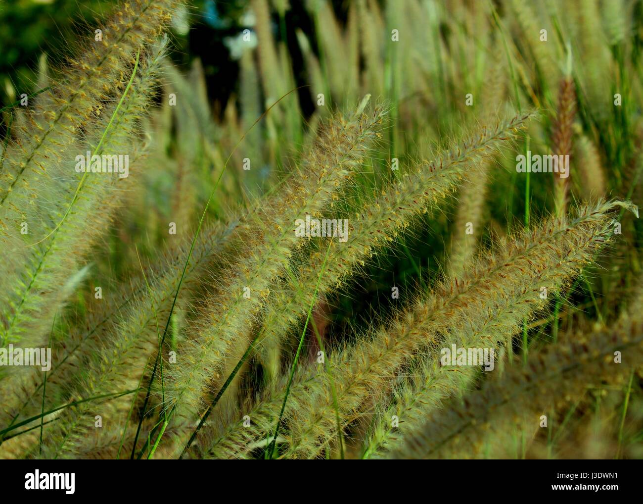 golden color wild weed plants found in a road side in a city Stock ...