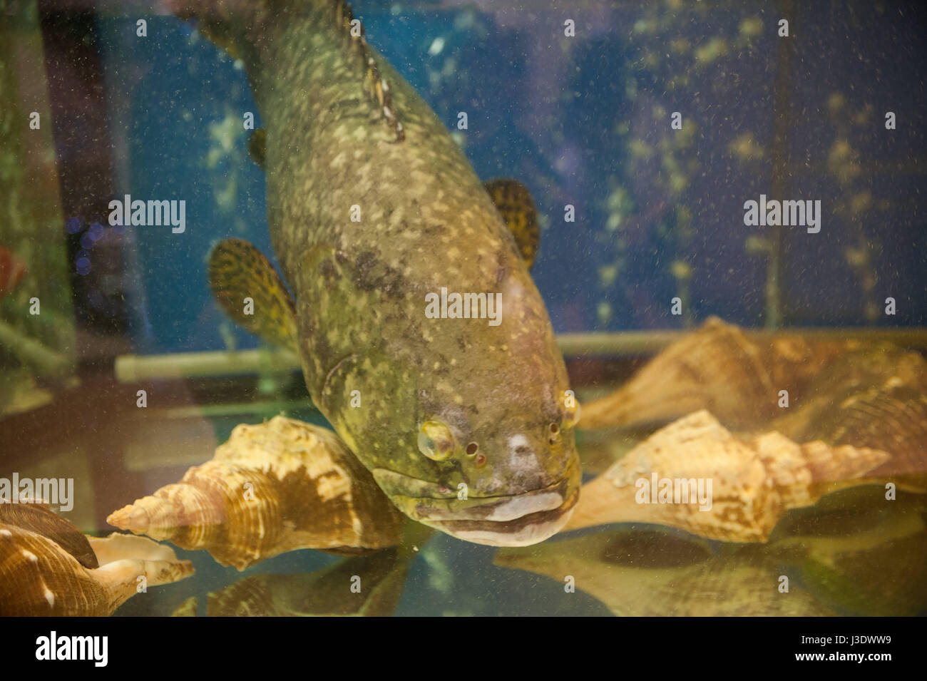 Singapore, Republic of Singapore, Asia, Fish inside a fish tank Stock ...