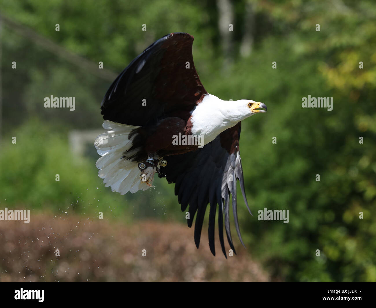 Close up of an African Fish Eagle in flight Stock Photo - Alamy