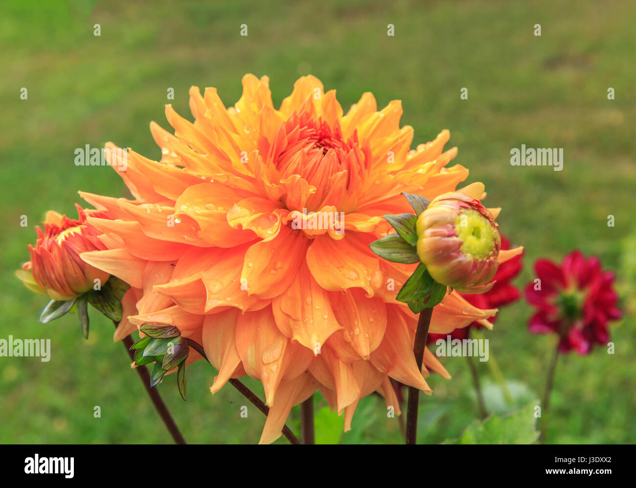 Dhalia bud hi-res stock photography and images - Alamy