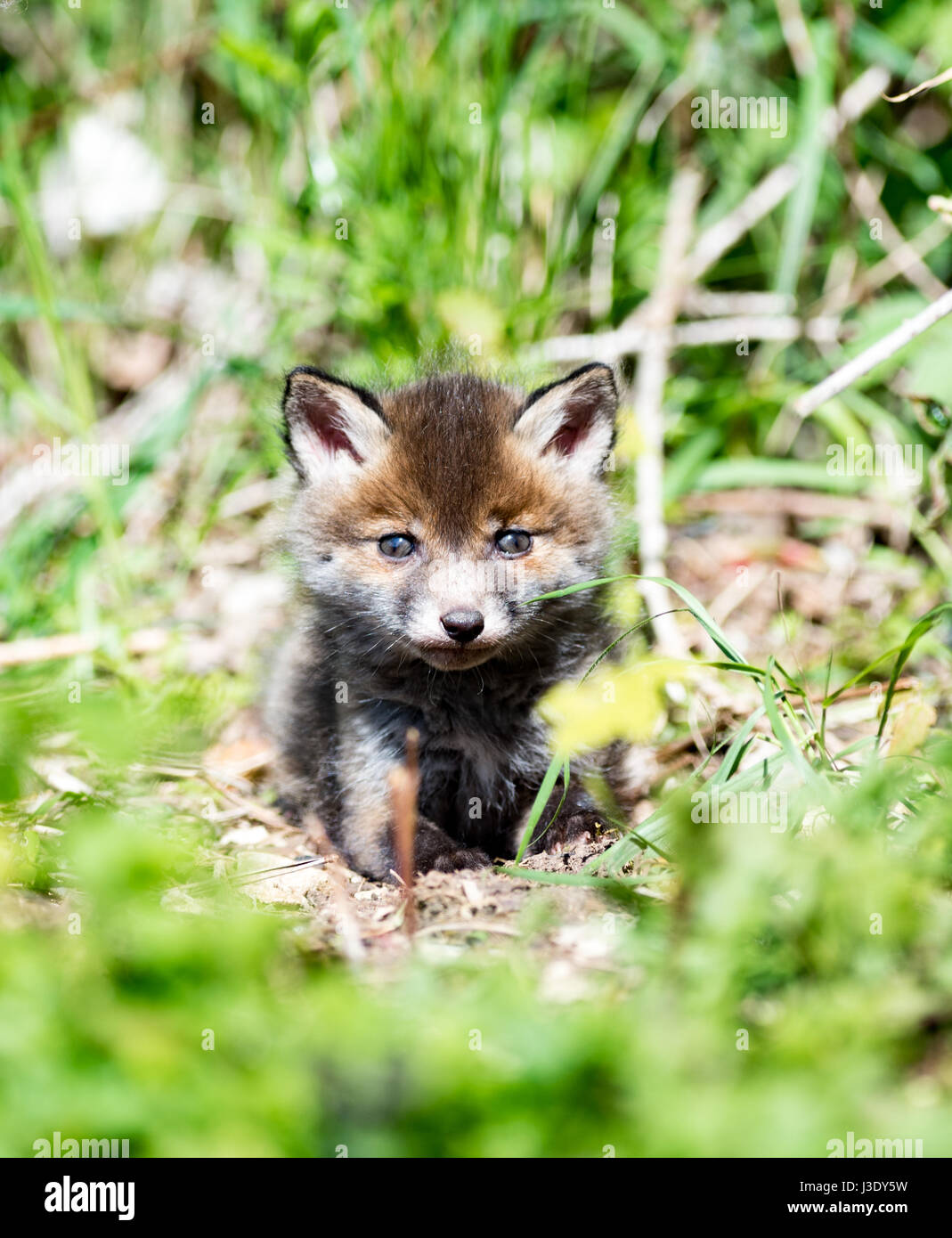animal, britain, countryside, cubs, fox, fur, history, mammal, natural ...