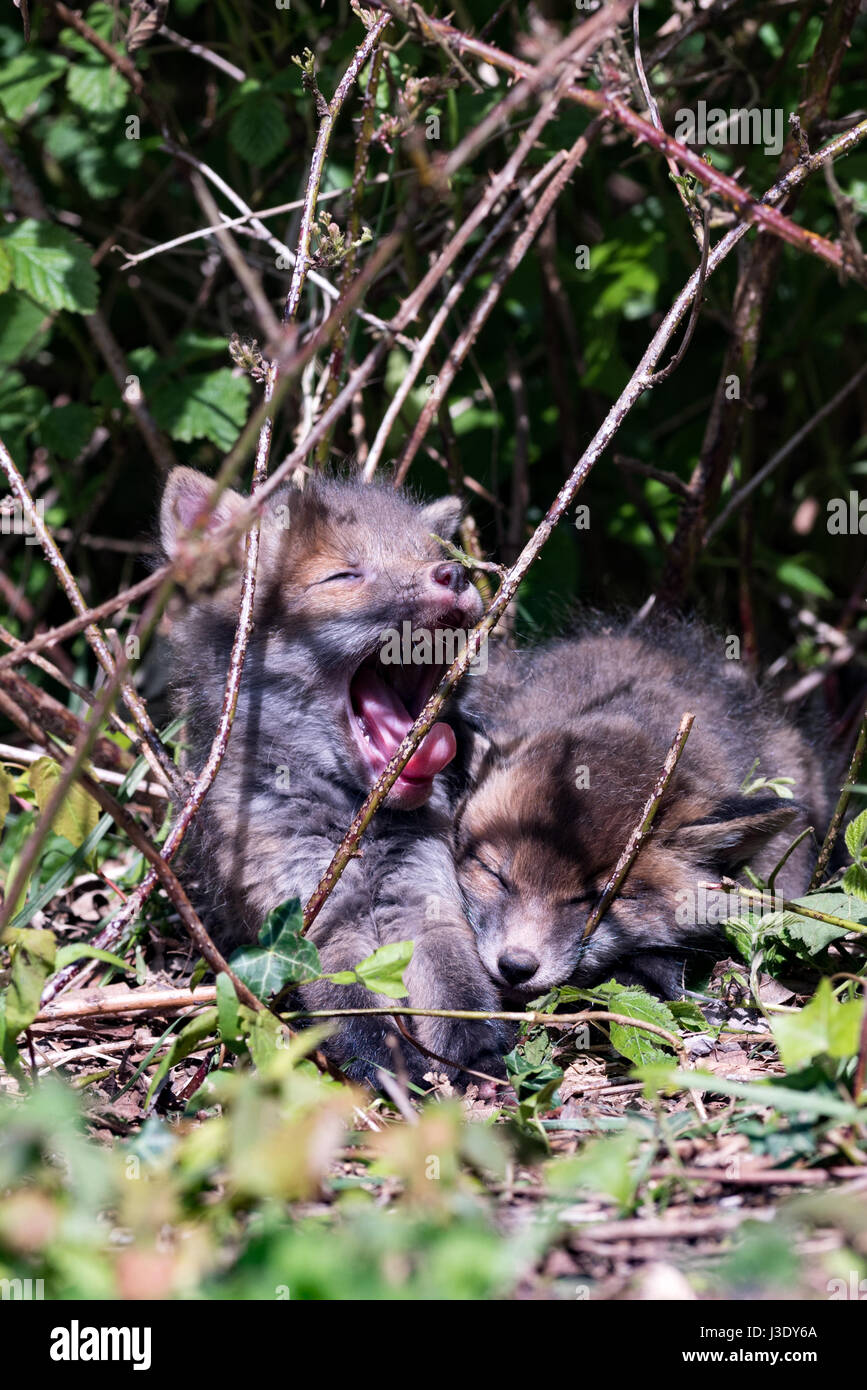 animal, britain, countryside, cubs, fox, fur, history, mammal, natural ...