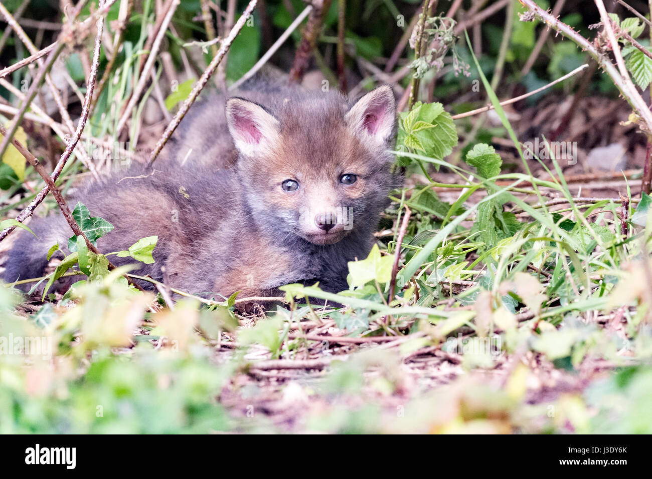 animal, britain, countryside, cubs, fox, fur, history, mammal, natural ...
