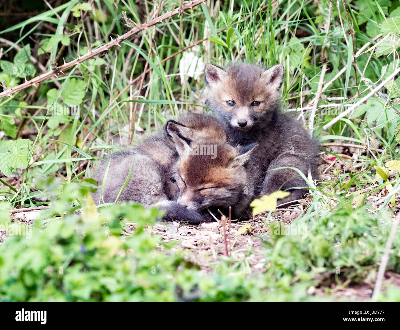 animal, britain, countryside, cubs, fox, fur, history, mammal, natural ...
