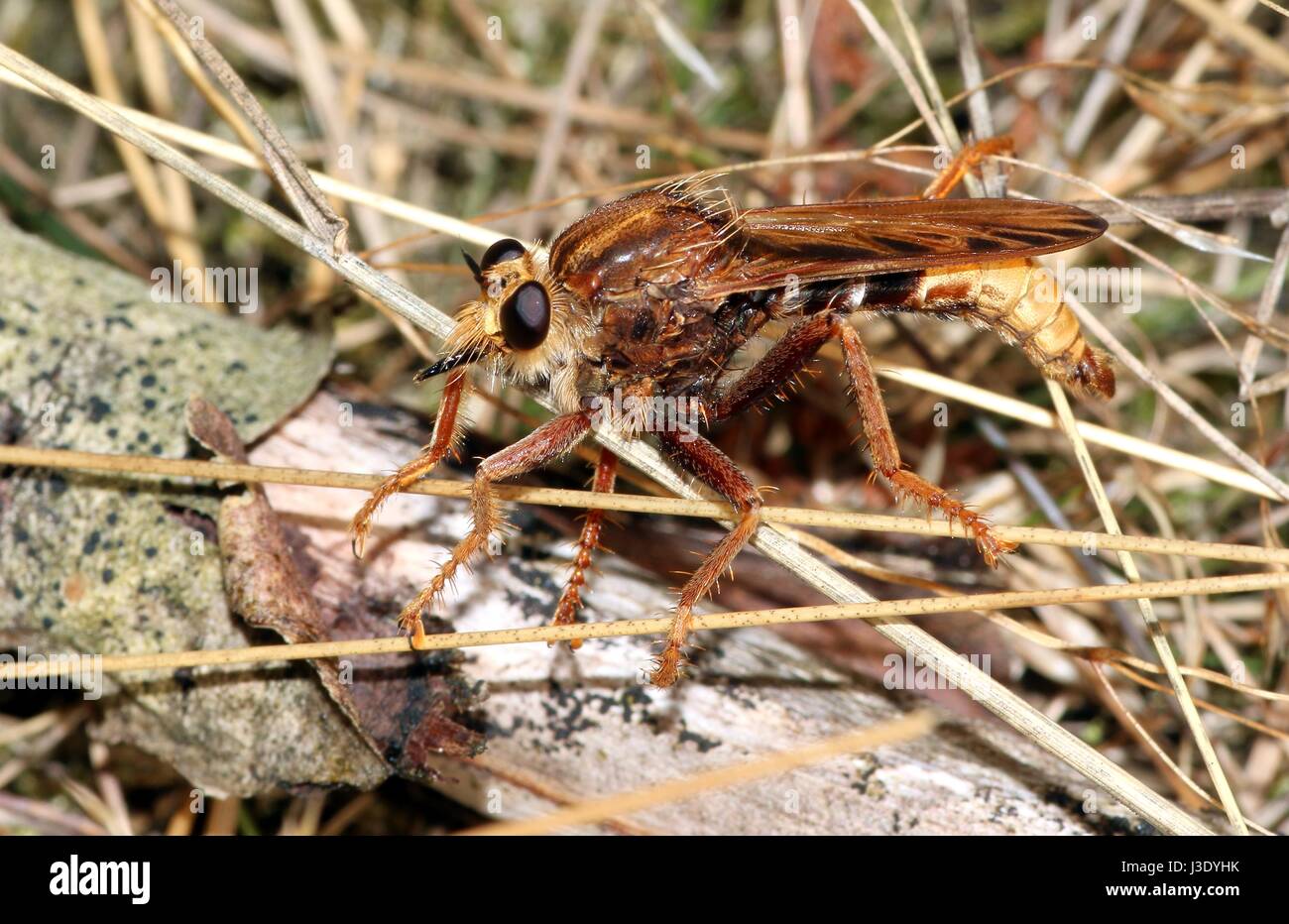 Male European Hornet robberfly (Asilus crabroniformis), one of the ...