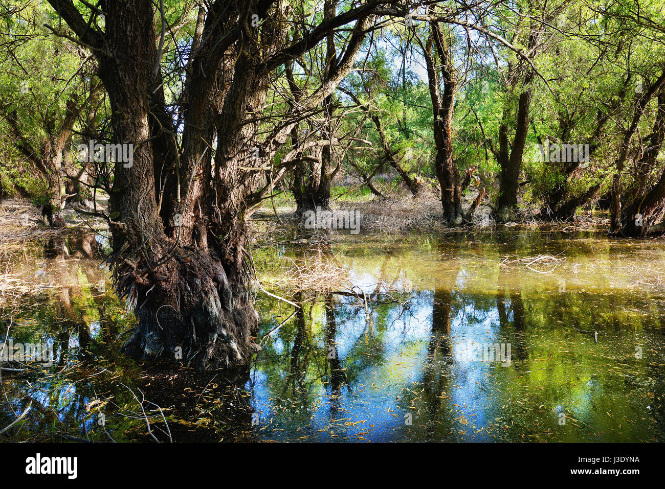 Danube delta nature reserve, Romania. Amazing old forest landscape ...