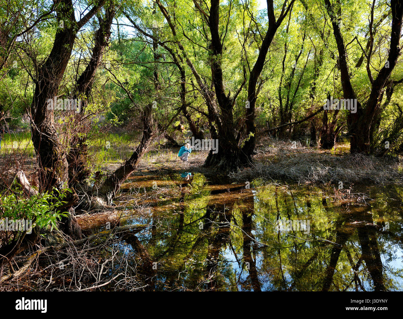 Danube delta nature reserve, Romania. Amazing old forest landscape ...
