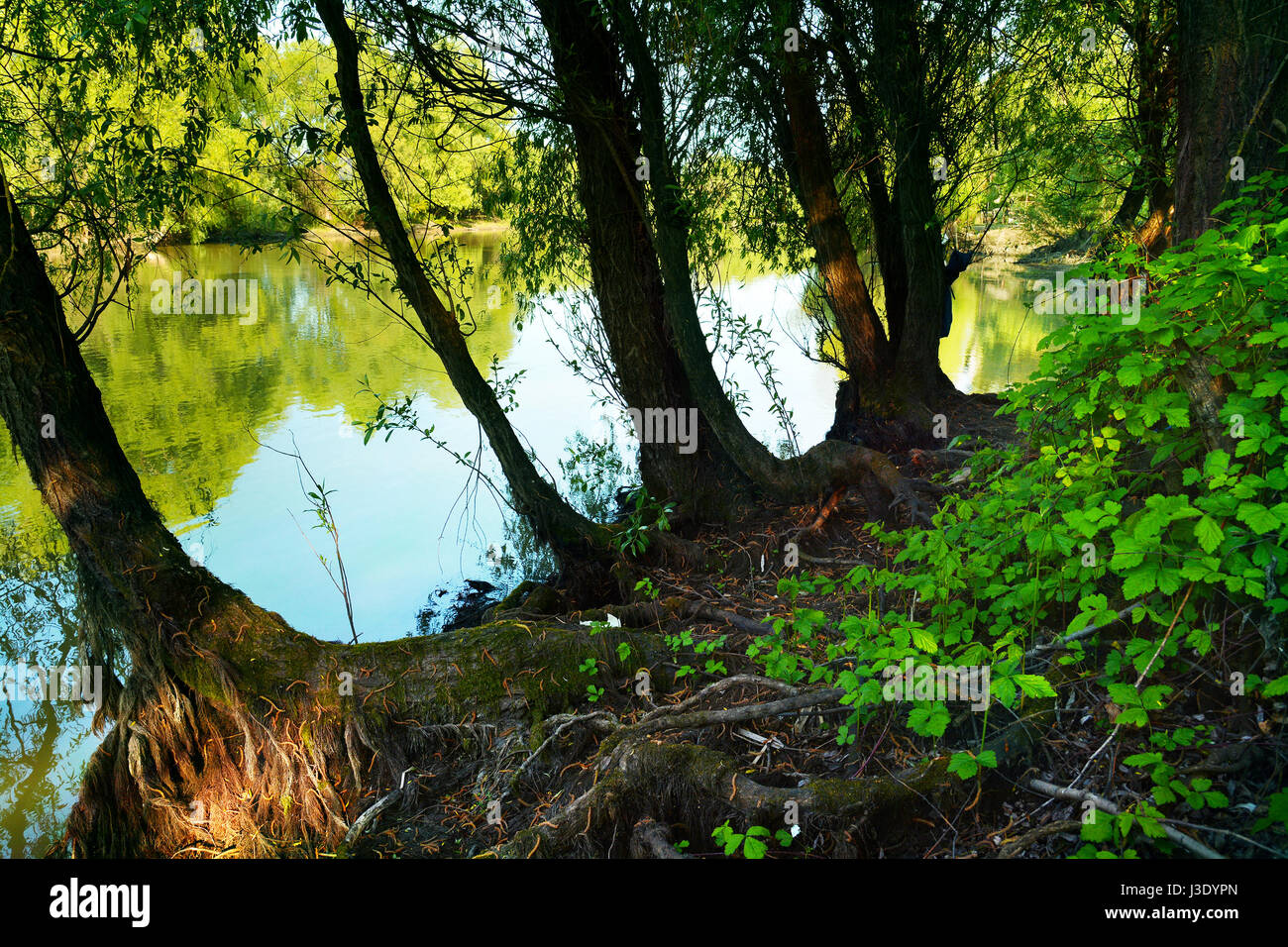 Danube delta nature reserve, Romania. Amazing old forest landscape ...