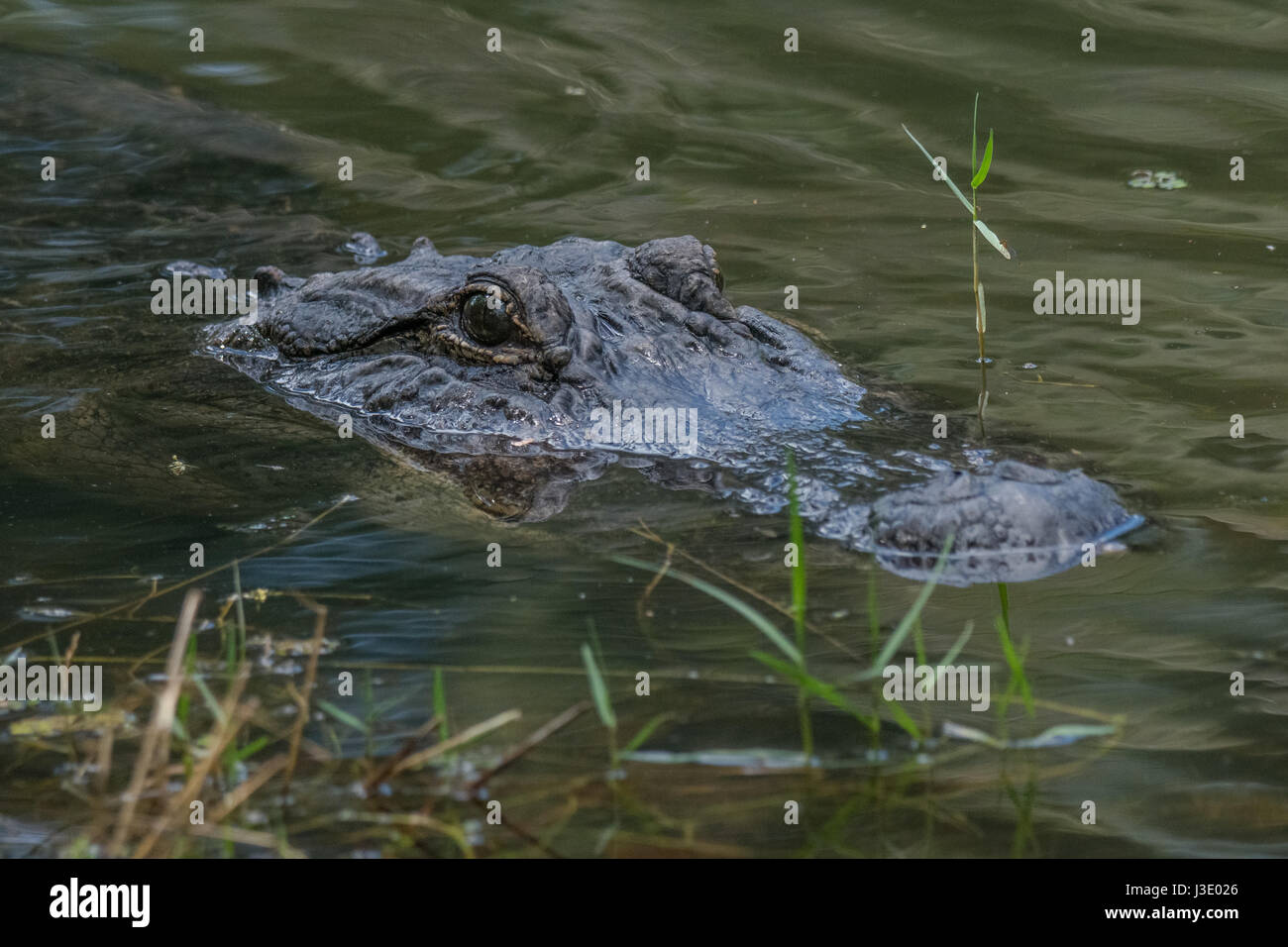 Prehistoric alligator hi-res stock photography and images - Alamy