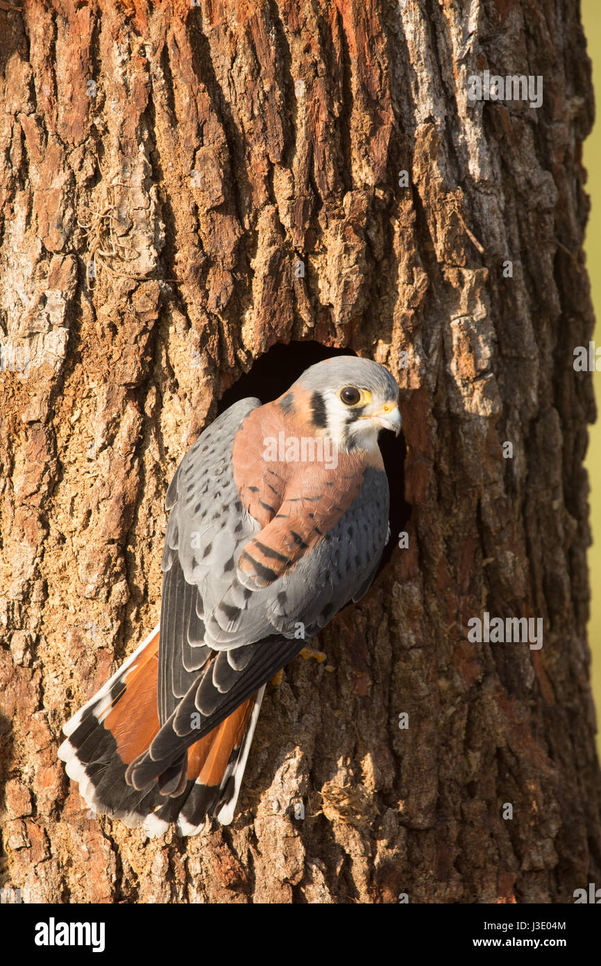 American kestrel on branch hi-res stock photography and images - Alamy
