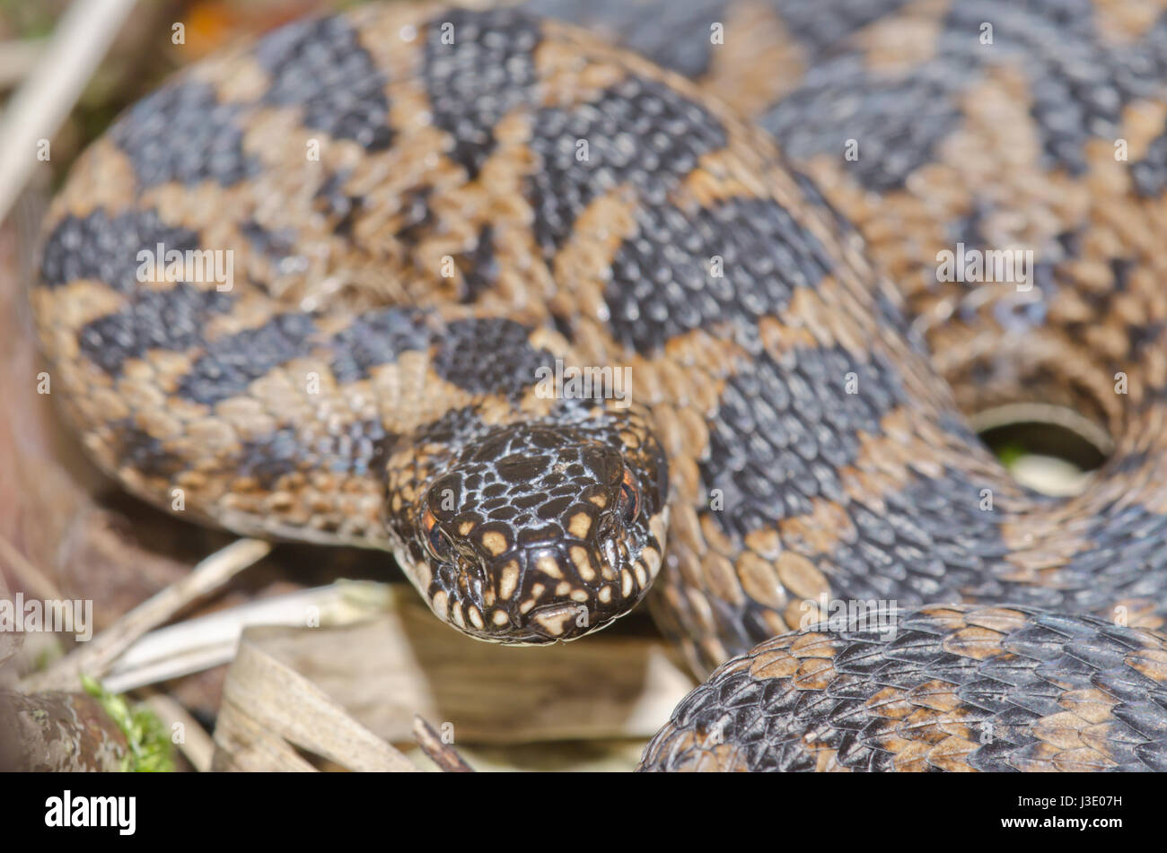 Northern adder hi-res stock photography and images - Alamy