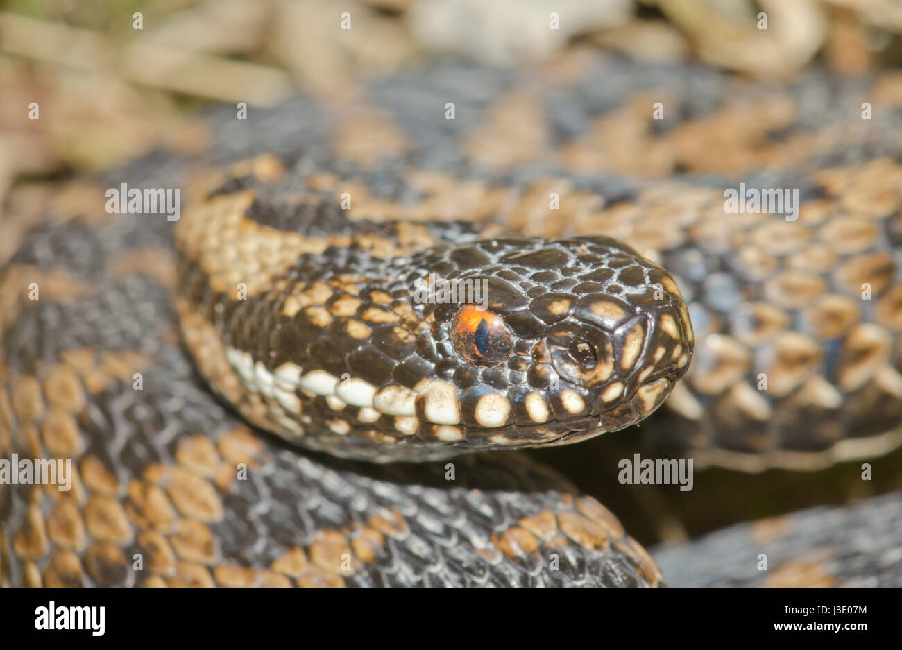 Adder (Vipera berus) Close-up Stock Photo - Alamy