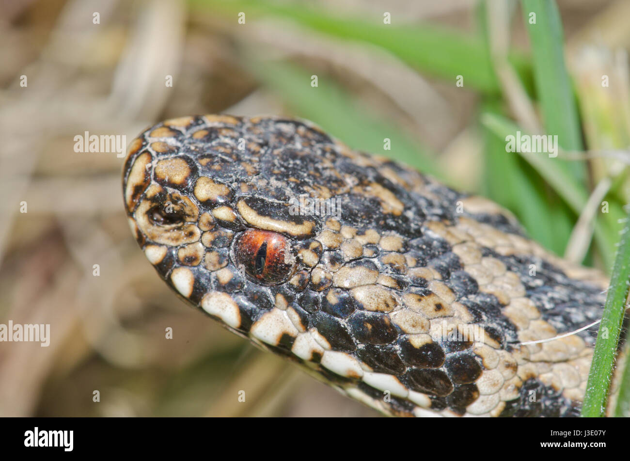 Vipera berus adder hi-res stock photography and images - Alamy