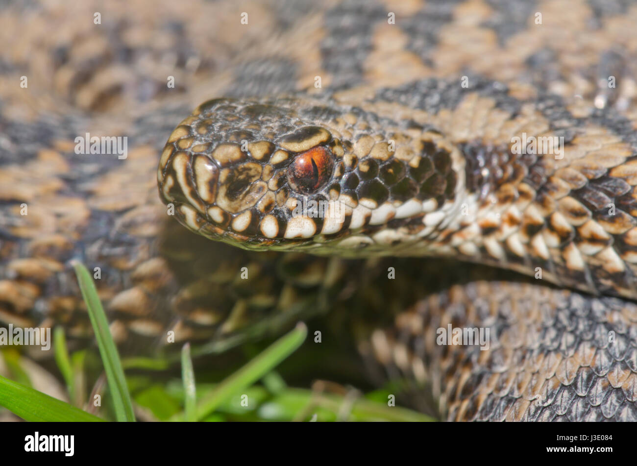 Head of Adder (Vipera berus Stock Photo - Alamy