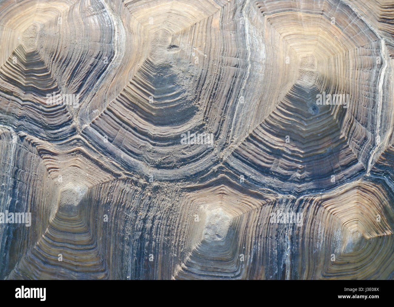 African Sulcata Tortoise (Geochelone sulcata) Shell Detail Stock Photo ...