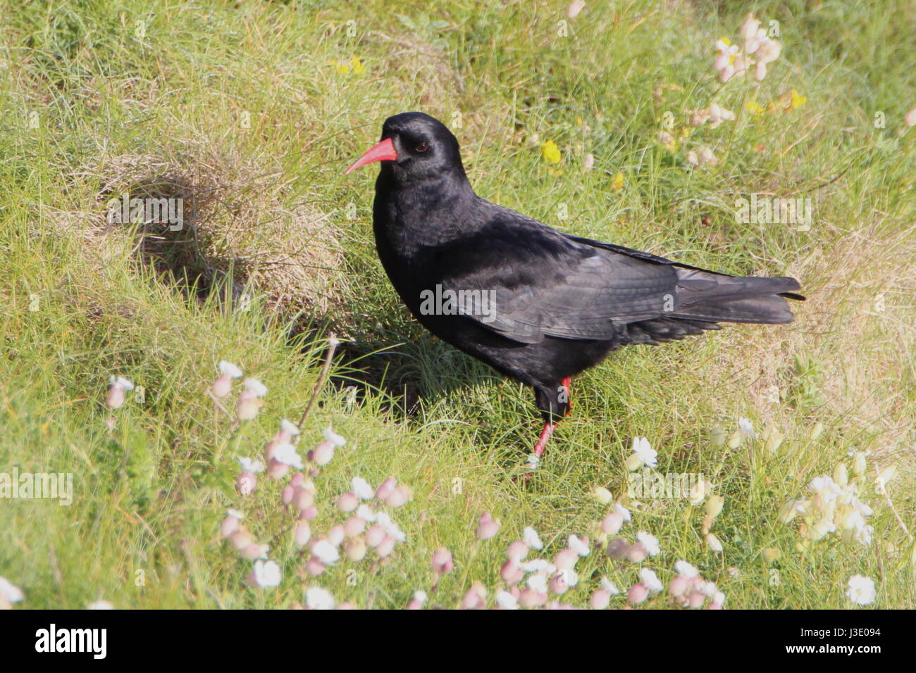 Chuff hi-res stock photography and images - Alamy