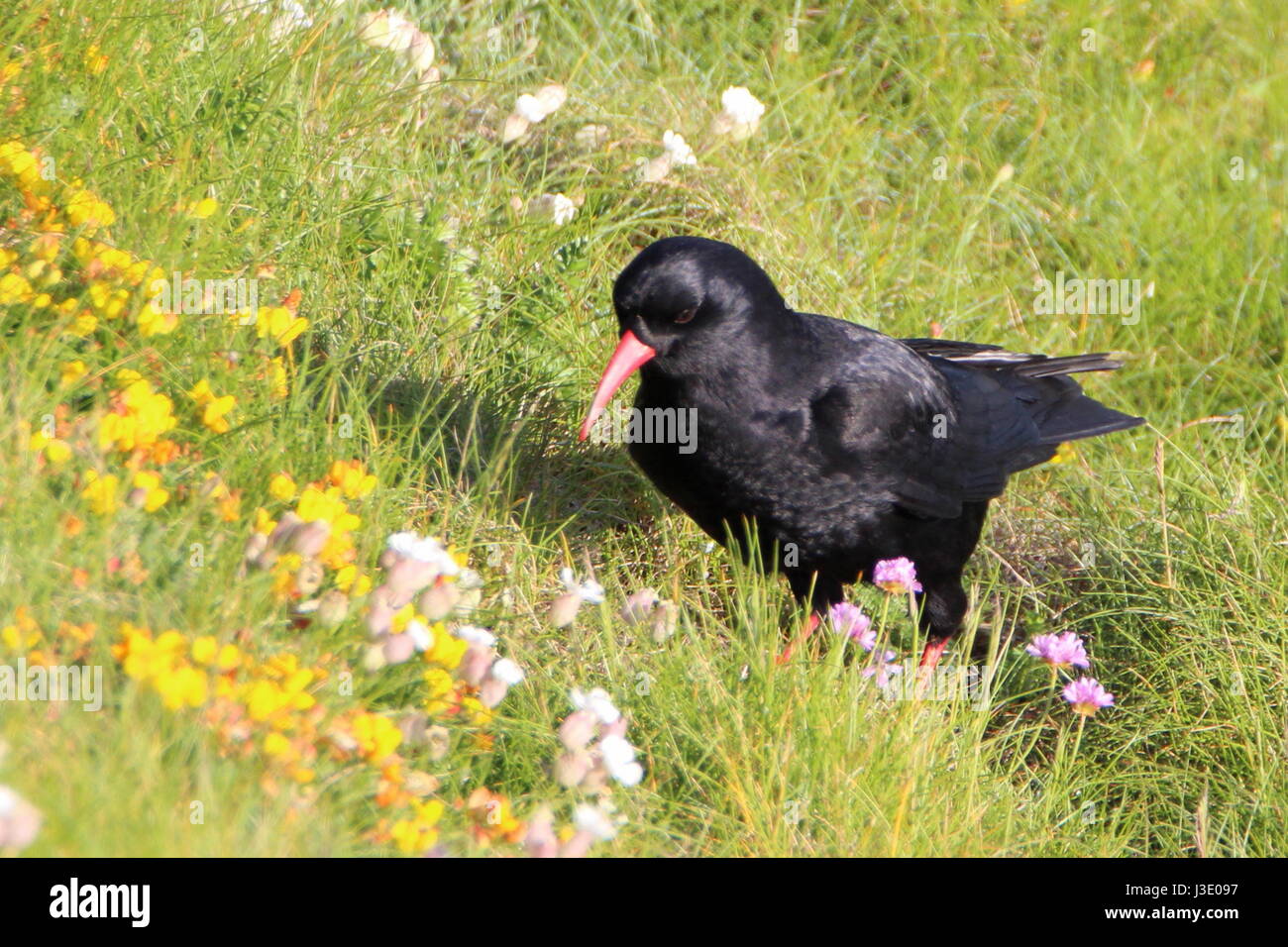 Rspb south stack anglesey hi-res stock photography and images - Alamy