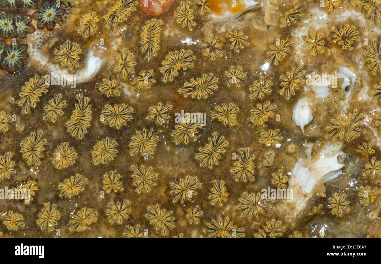 Botryllus schlosseri Gold Zooids Stock Photo - Alamy