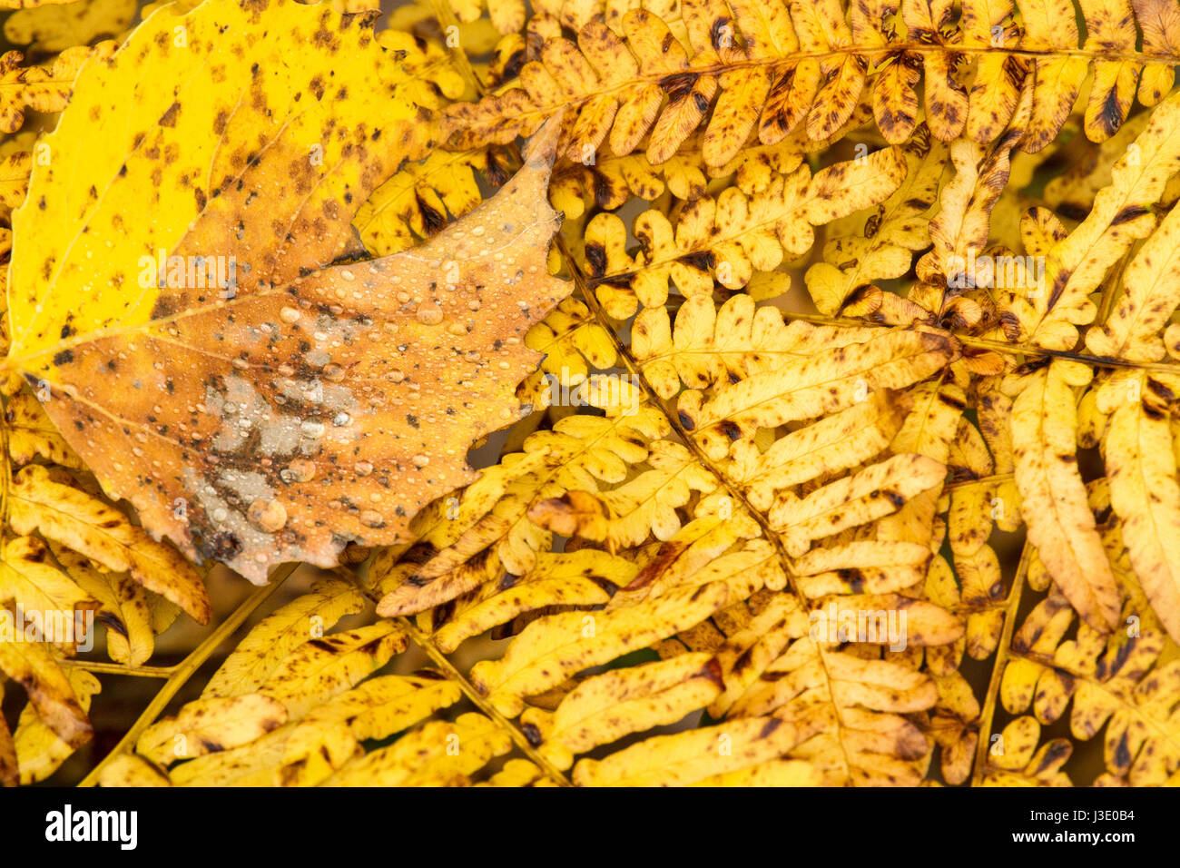 Golden fern hi-res stock photography and images - Alamy